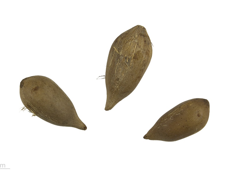 Fruits of Trinidad and Tobago: The Complete List - Flora Fauna Fun