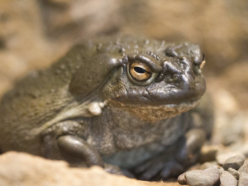 List of Poisonous Toads - Flora Fauna Fun