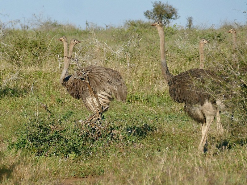 Chad's Native Animals: The Complete List - Flora Fauna Fun
