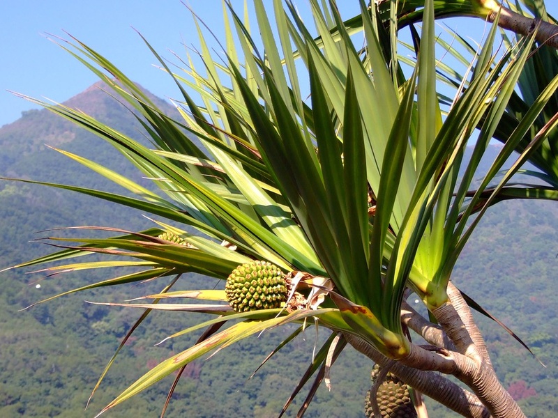 Plants of Vanuatu: The Complete List - Flora Fauna Fun