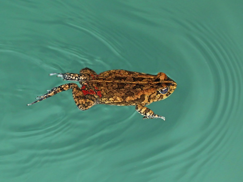 List of Poisonous Toads - Flora Fauna Fun