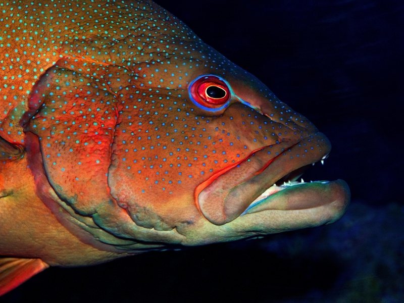 List of Fish of Australia - Flora Fauna Fun