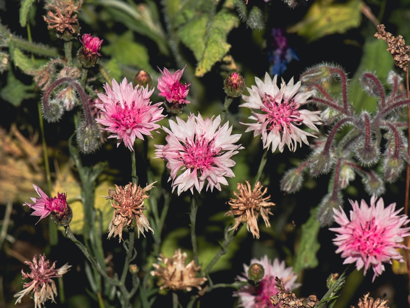 List of Cute Flowers - Flora Fauna Fun