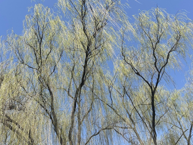 The Complete List of Trees of Hungary - Flora Fauna Fun
