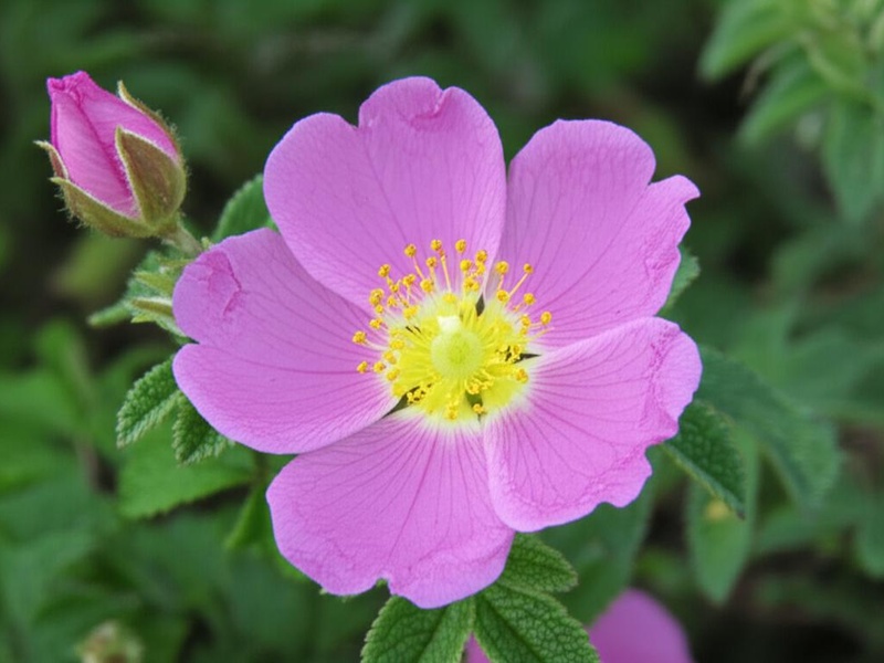 List of Flowers of Syria - Flora Fauna Fun