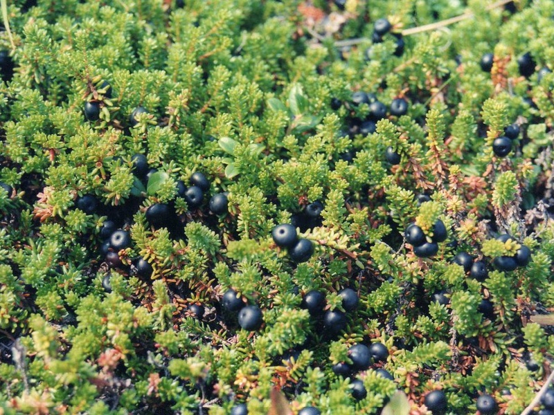 Forest Berries: The Complete List - Flora Fauna Fun