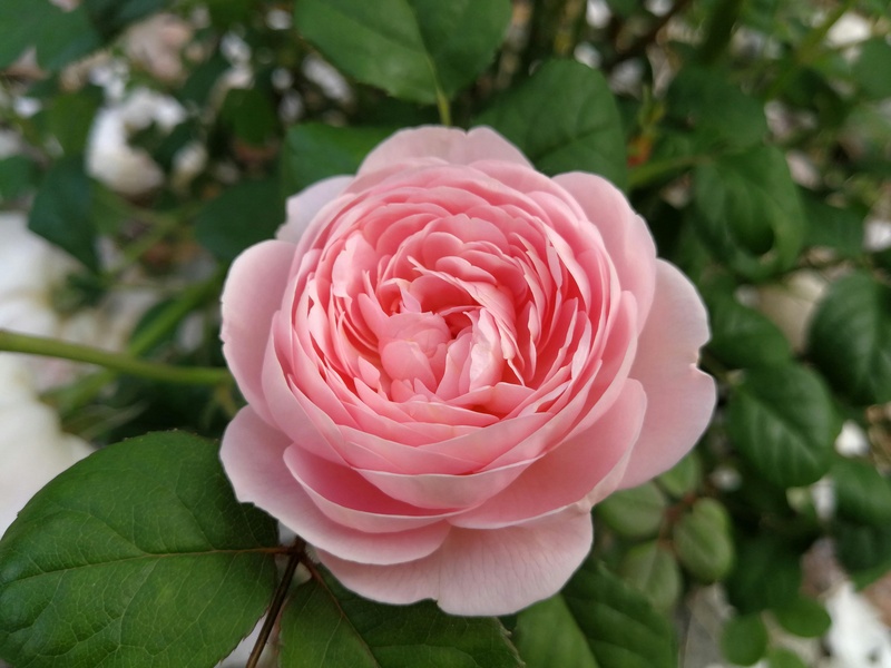 List of Flowers of Syria - Flora Fauna Fun