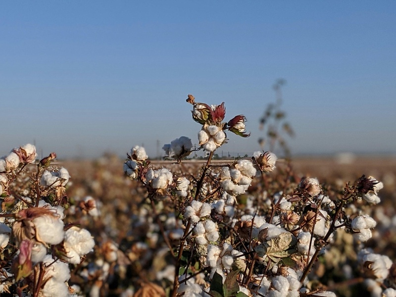 The Complete List of Plants Of The United Arab Emirates - Flora Fauna Fun