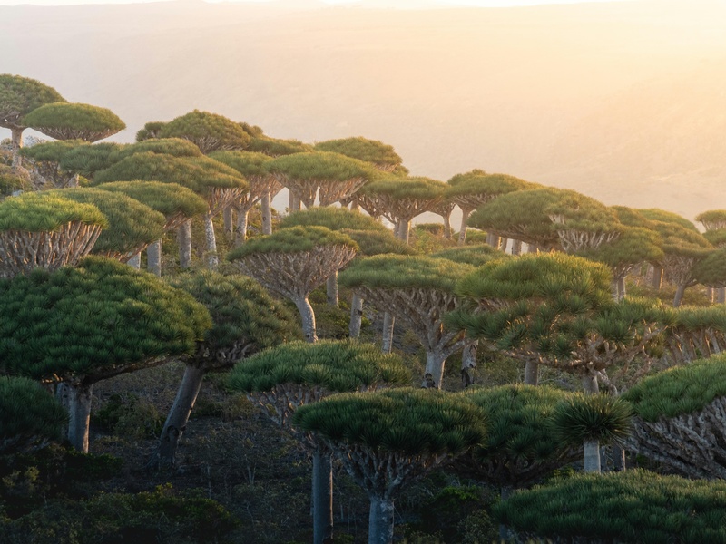 The Complete List of Beautiful Rare Plants - Flora Fauna Fun