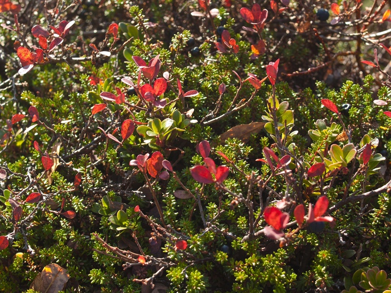 The Complete List of Arctic Berries - Flora Fauna Fun