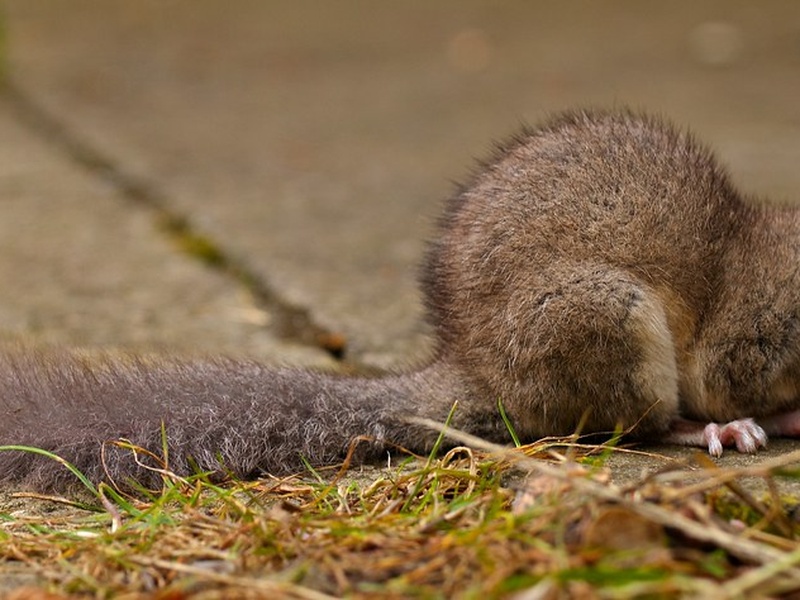 The Complete List of Mammals of San Marino - Flora Fauna Fun