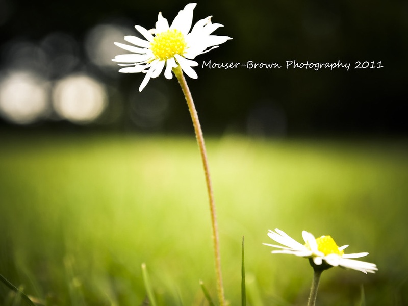 List of Cute Flowers - Flora Fauna Fun