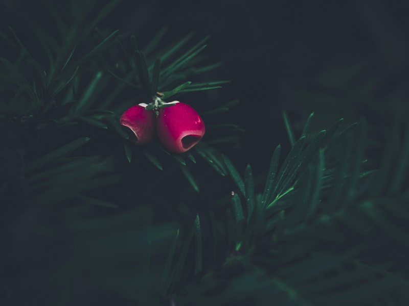 Shrub Examples - Flora Fauna Fun
