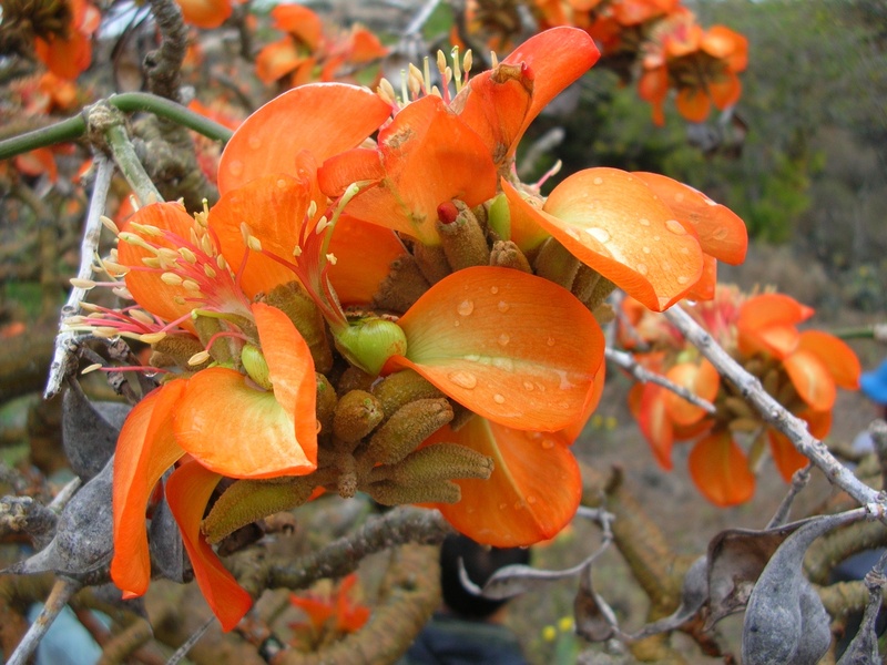The Complete List of Beautiful Rare Plants - Flora Fauna Fun