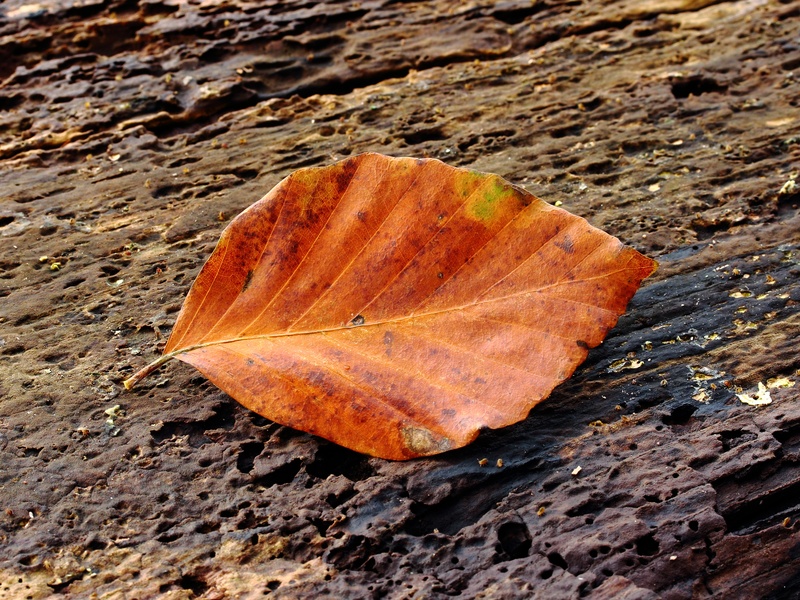 List of Mixed Forest Vegetation - Flora Fauna Fun