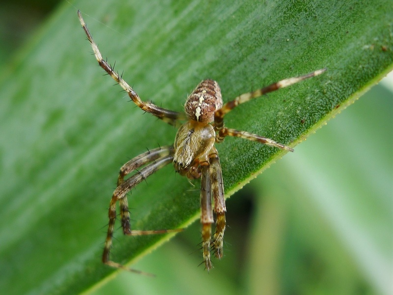 The Complete List of Forest Spiders - Flora Fauna Fun