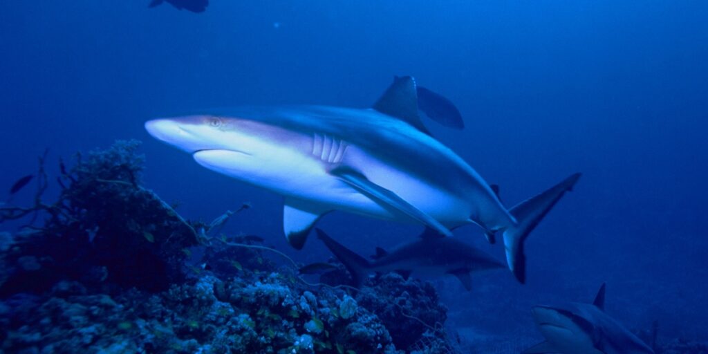 List of Coral Reef Predators - Flora Fauna Fun