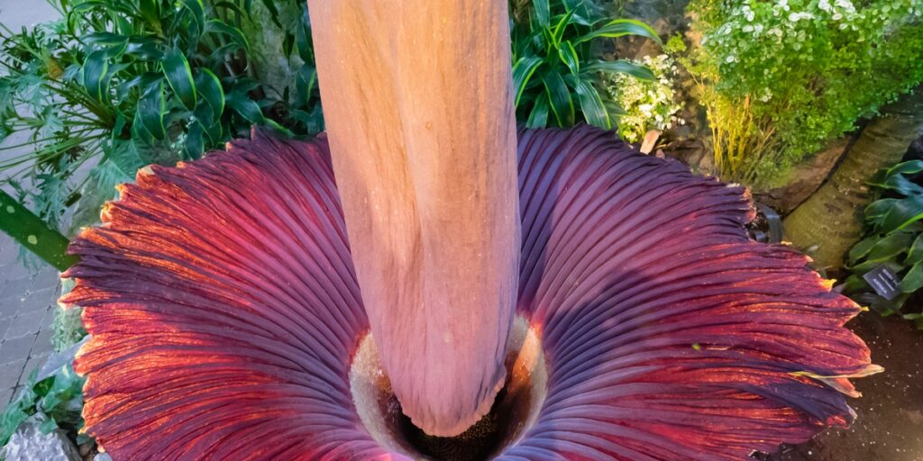 Unique Plants: The Complete List - Flora Fauna Fun
