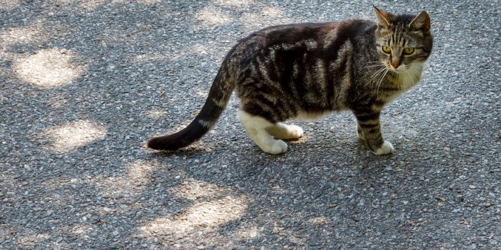 Grey Tabby Cat Breeds: The Complete List - Flora Fauna Fun