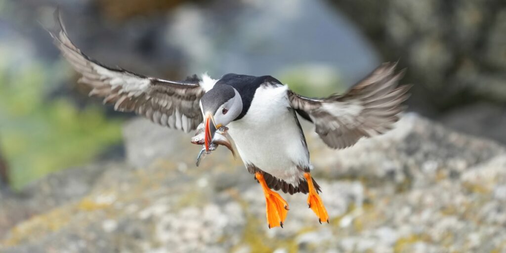 Animals of Northern Ireland: The Complete List - Flora Fauna Fun