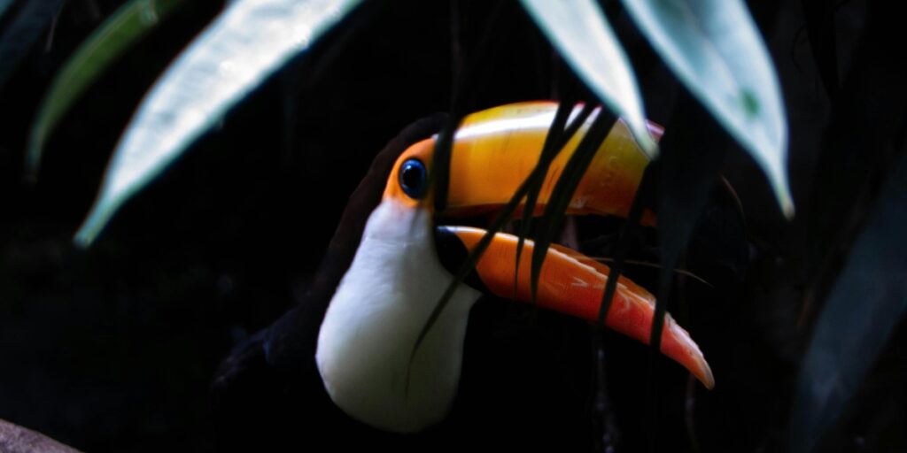 The Complete List of Rainforest Toucans - Flora Fauna Fun