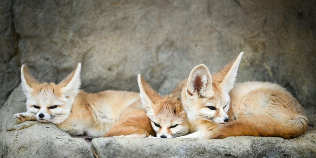 Mammals of Mauritania: The Complete List - Flora Fauna Fun