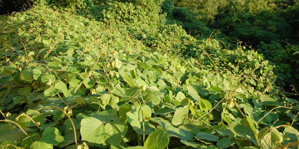 The Complete List of Invasive Species In Tennessee - Flora Fauna Fun