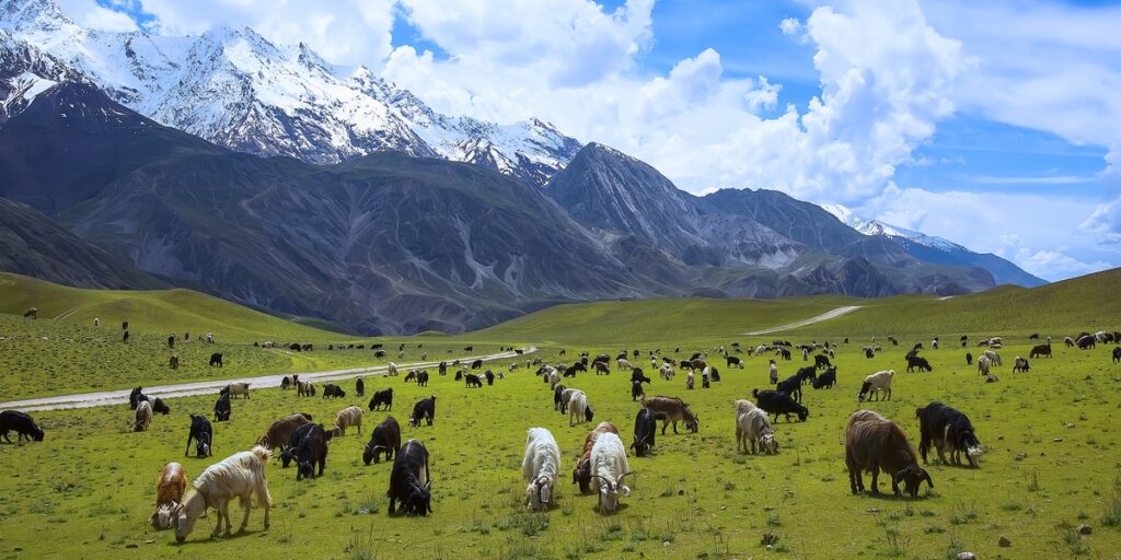 Animals of Pakistan: The Complete List - Flora Fauna Fun