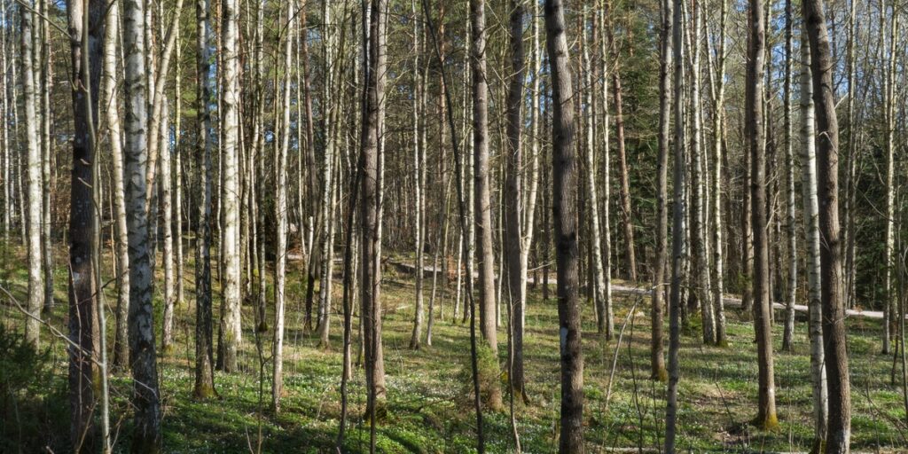 List of Mixed Forest Vegetation - Flora Fauna Fun