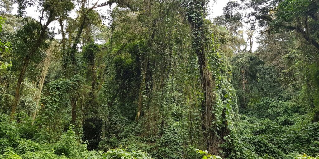 Trees of the Republic of the Congo - Flora Fauna Fun