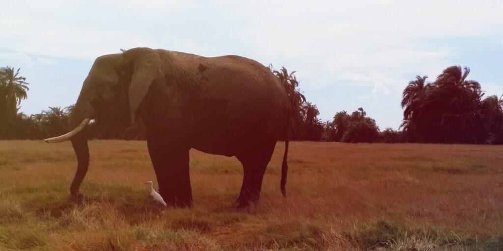 List of Okavango Delta Animals - Flora Fauna Fun