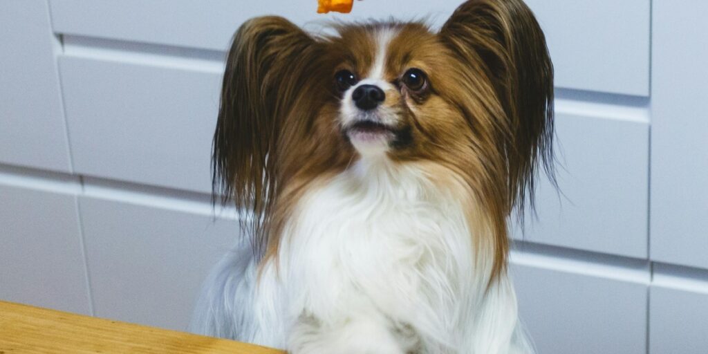 Small Orange Dog Breeds List - Flora Fauna Fun