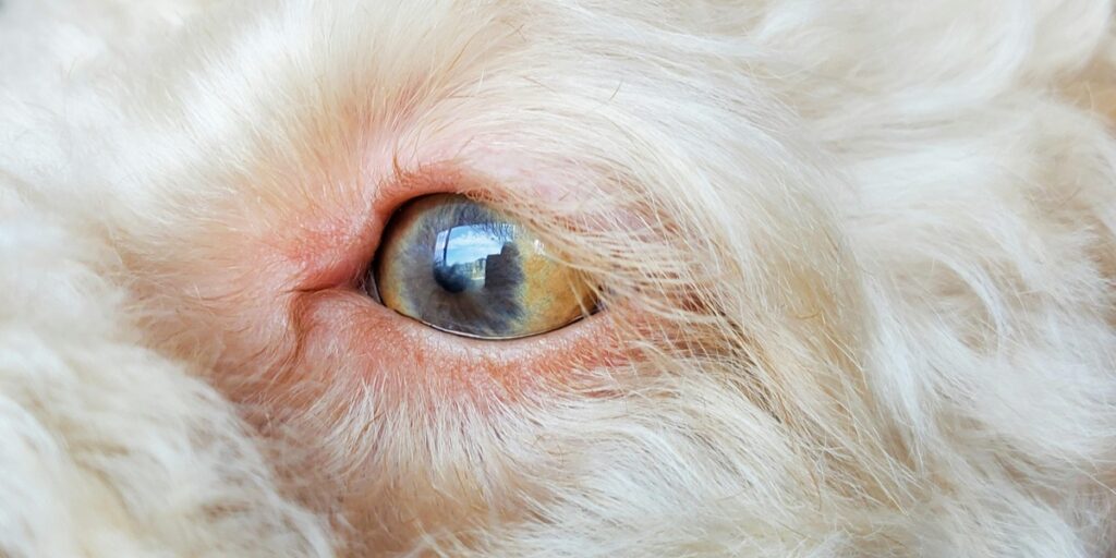 List of Small Blue-Eyed Dog Breeds - Flora Fauna Fun