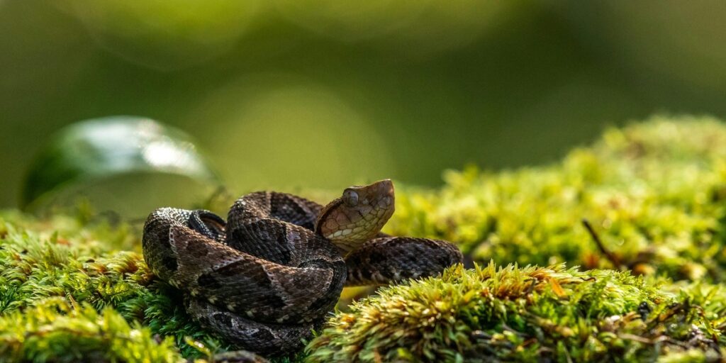 The Complete List of Dangerous Animals In Panama - Flora Fauna Fun