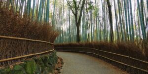 Plants of China: The Complete List - Flora Fauna Fun