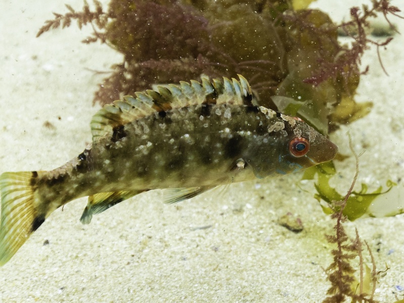 The Complete List of Fish of Croatia - Flora Fauna Fun