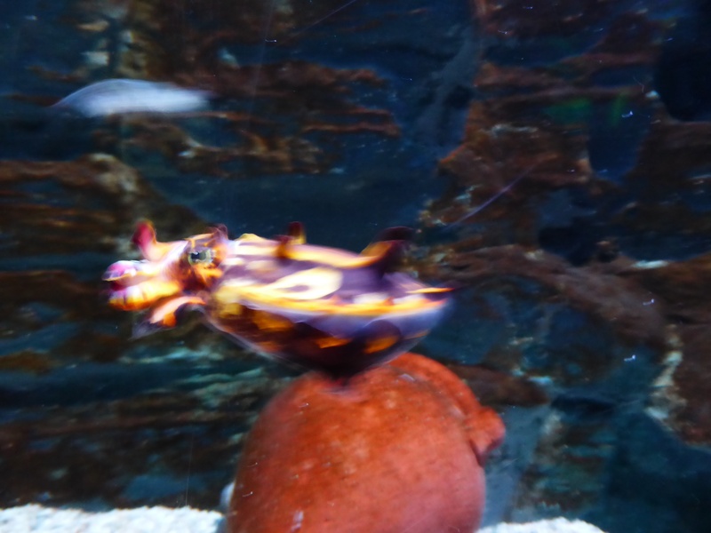 The Complete List of Tropical Ocean Animals - Flora Fauna Fun