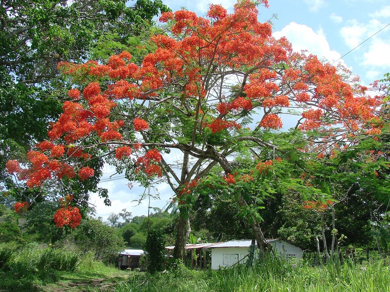 The Complete List of Flowers Of The Dominican Republic - Flora Fauna Fun