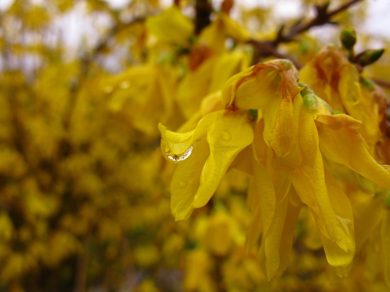 Plants of China: The Complete List - Flora Fauna Fun