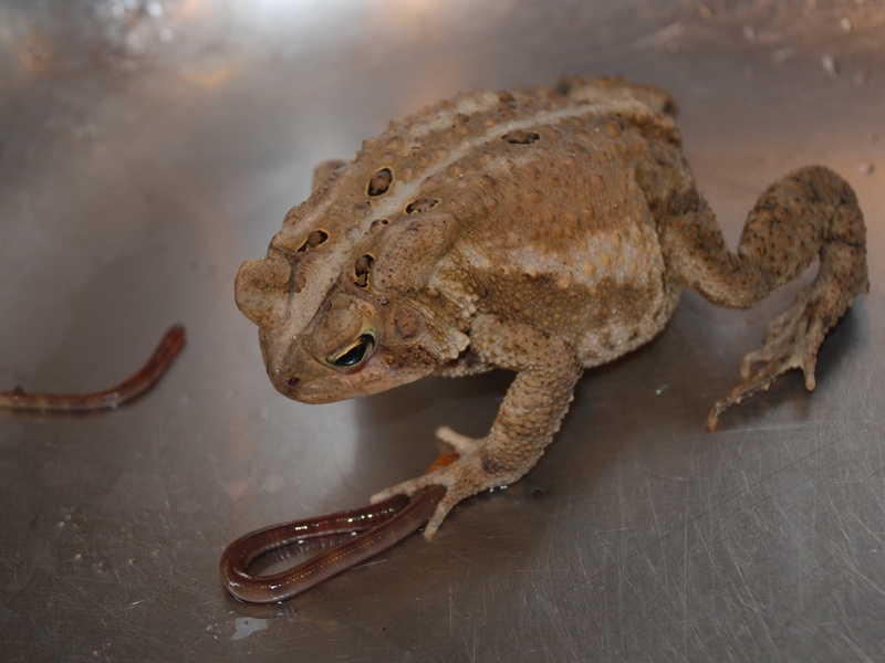 List of Poisonous Toads - Flora Fauna Fun