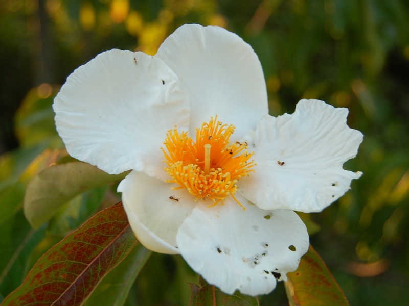 Unique Plants: The Complete List - Flora Fauna Fun