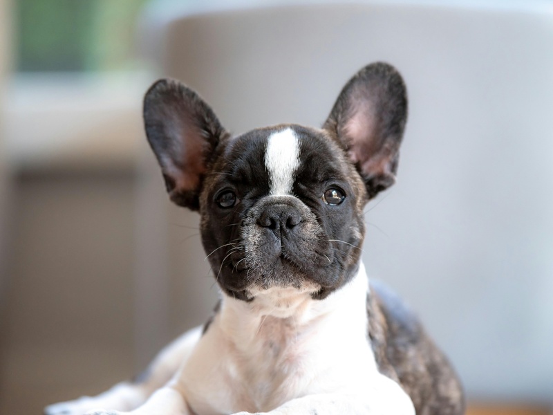 List of Small Blue-Eyed Dog Breeds - Flora Fauna Fun