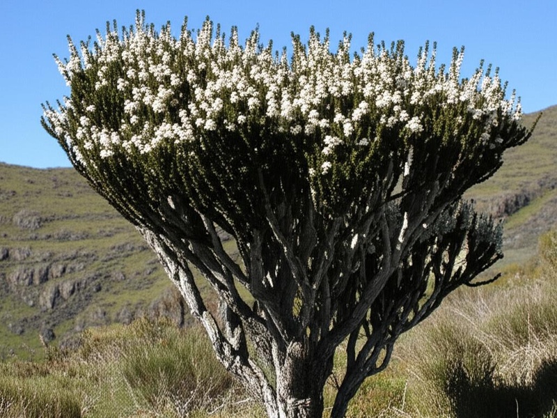 List of Trees of Ethiopia - Flora Fauna Fun