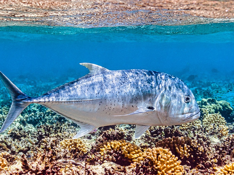 List of Fish of Australia - Flora Fauna Fun