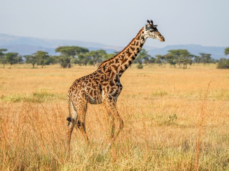 Chad's Native Animals: The Complete List - Flora Fauna Fun