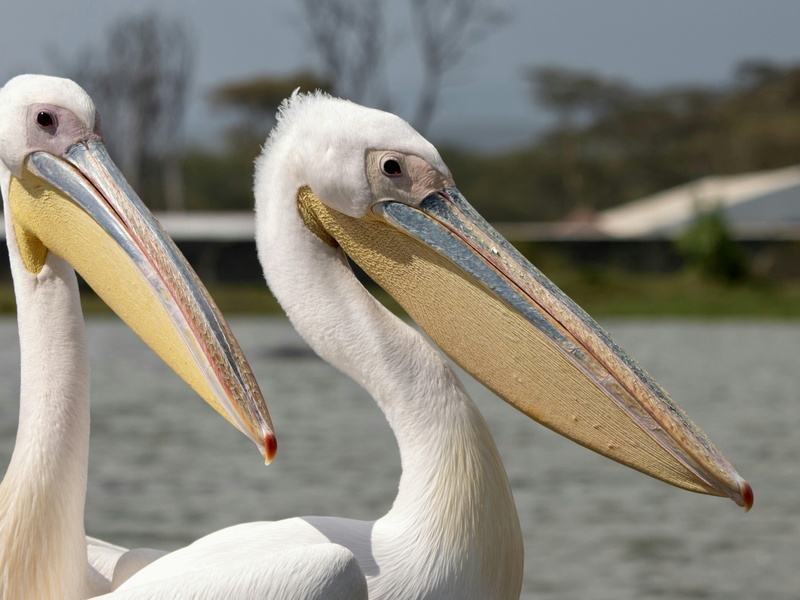 The Complete List of Animals of Kazakhstan - Flora Fauna Fun