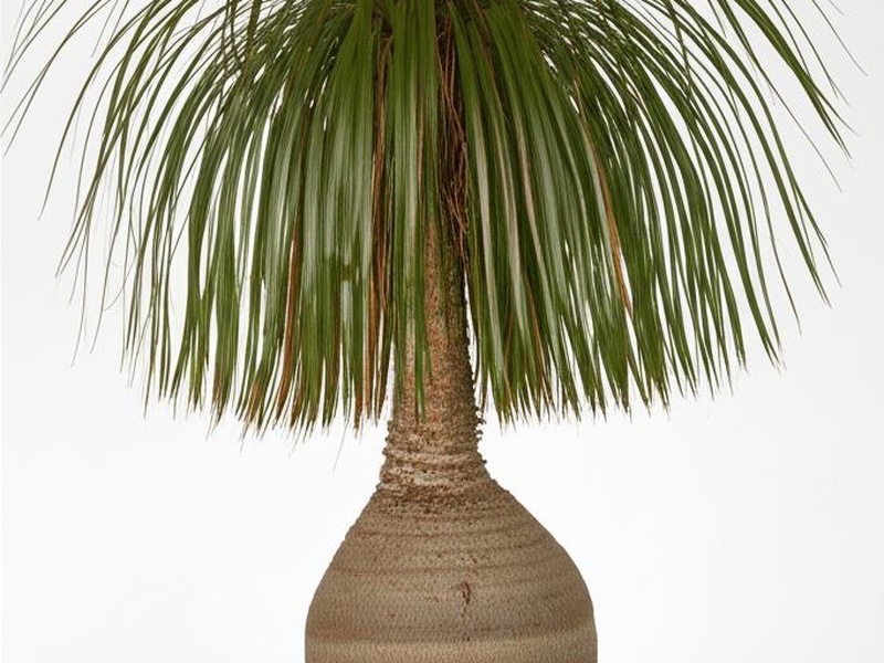 The Complete List of Guatemala's Native Plants - Flora Fauna Fun