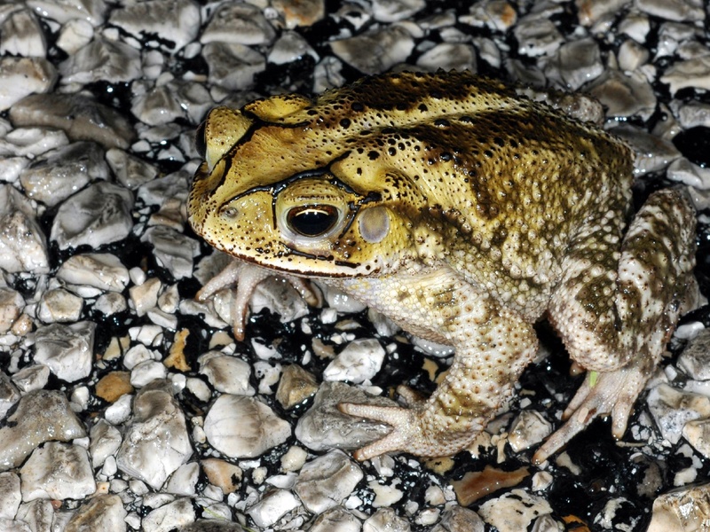 List of Poisonous Toads - Flora Fauna Fun