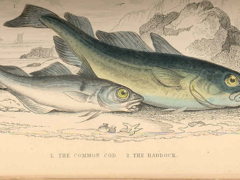 The Complete List of Fish of Norway - Flora Fauna Fun