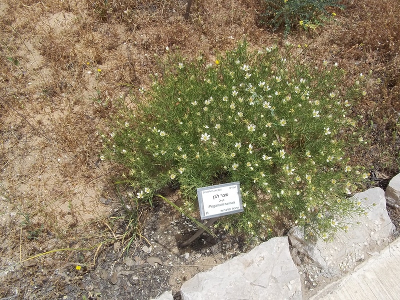 The Complete List of Plants Of The United Arab Emirates - Flora Fauna Fun